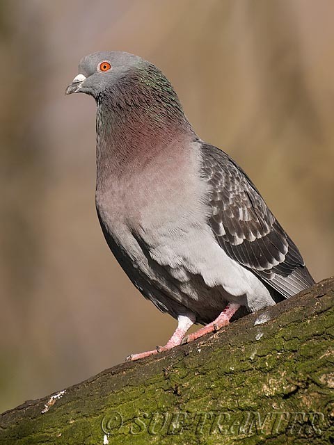 Details : Rock Dove - BirdGuides