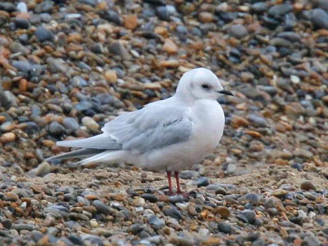 Details : Ross's Gull - BirdGuides