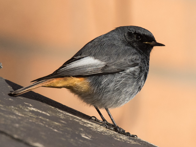 Details : Black Redstart - BirdGuides