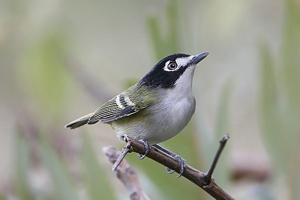 Details : Black-capped Vireo - BirdGuides