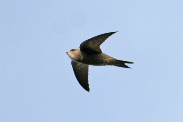 Details : Pallid Swift - BirdGuides
