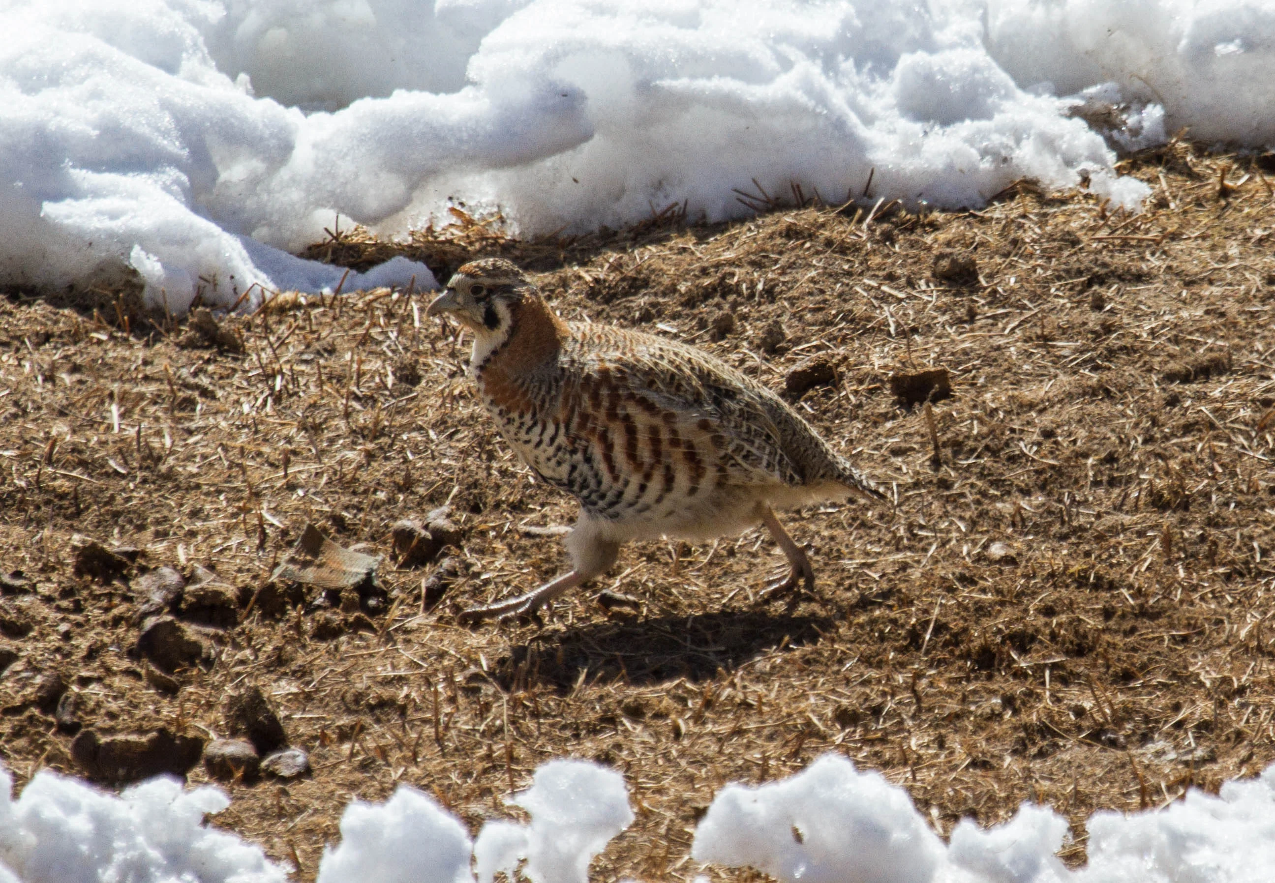 Details : Tibetan Partridge - BirdGuides