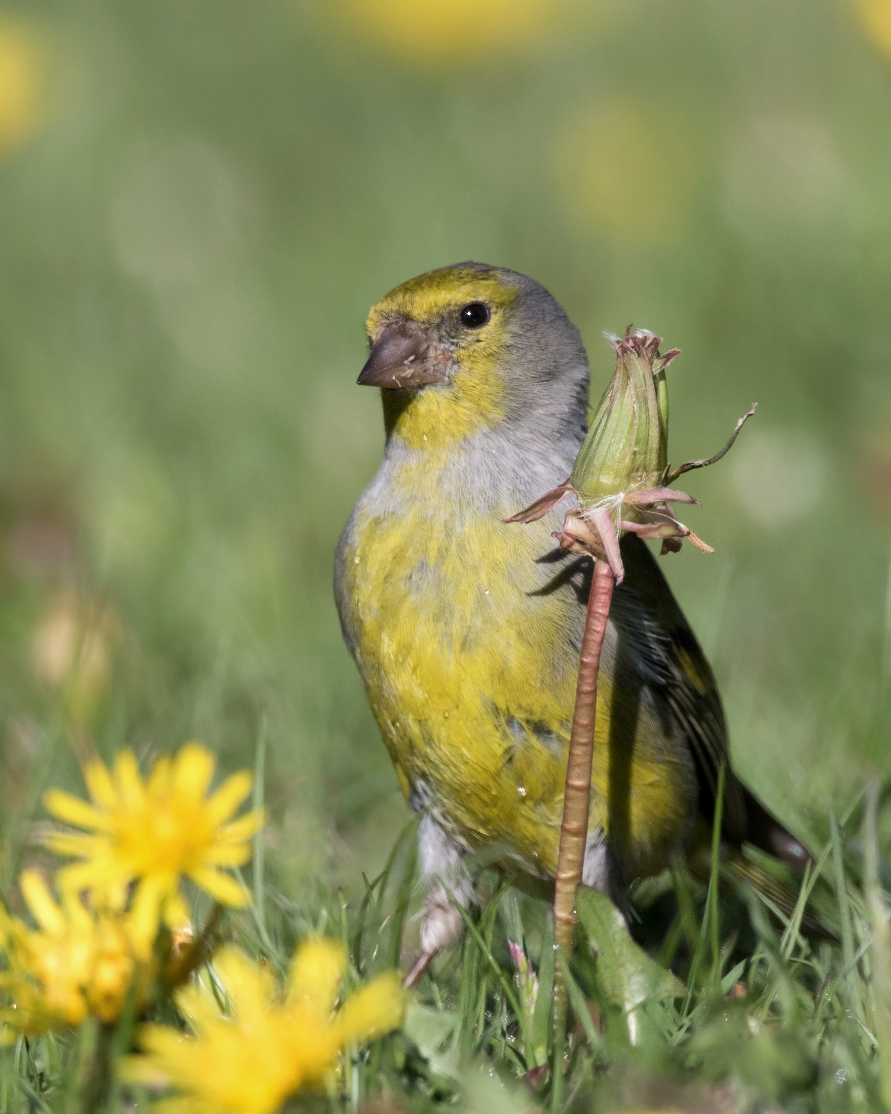 Details : Citril Finch - BirdGuides