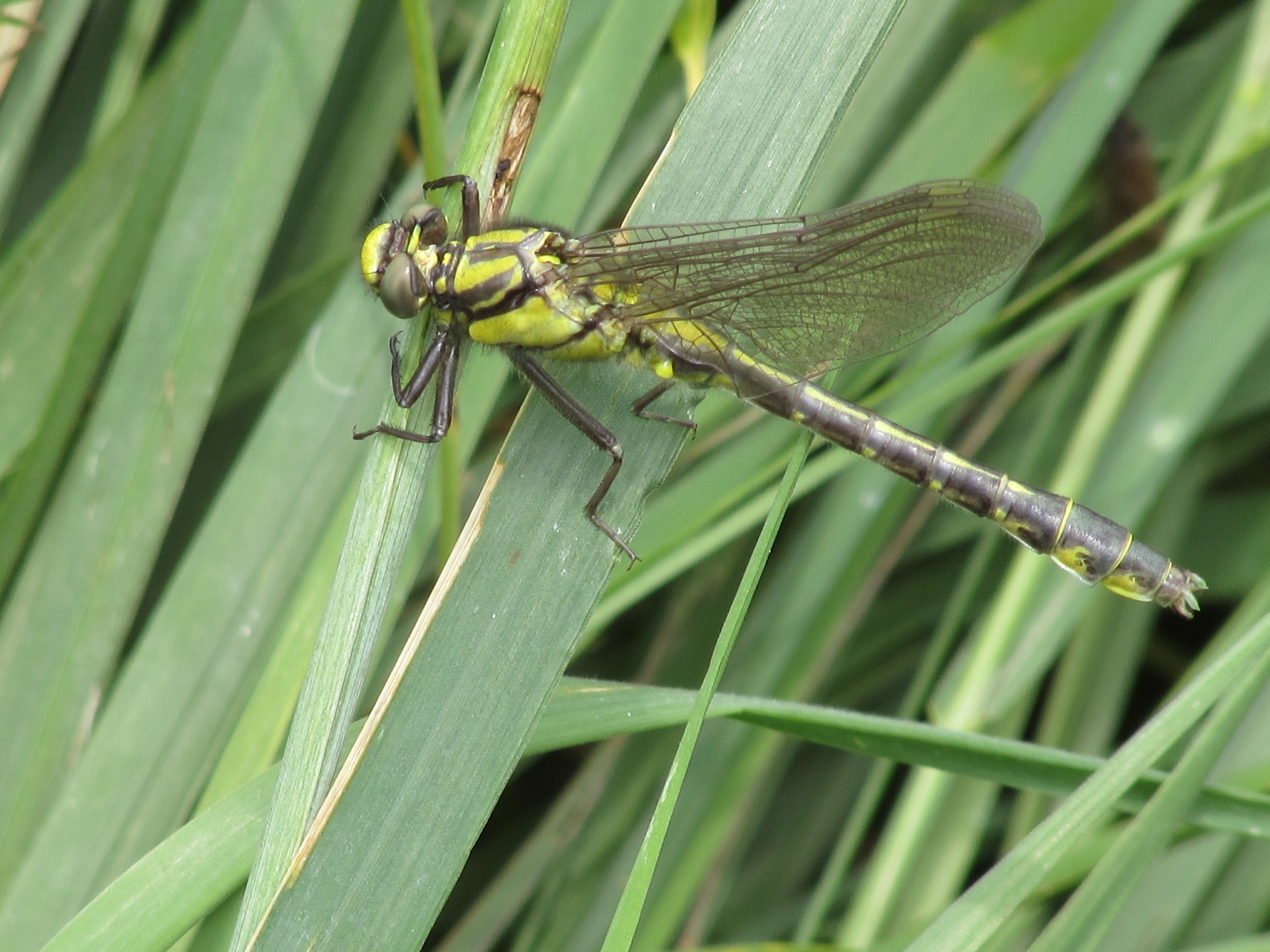 Details : Common Club-tail - BirdGuides