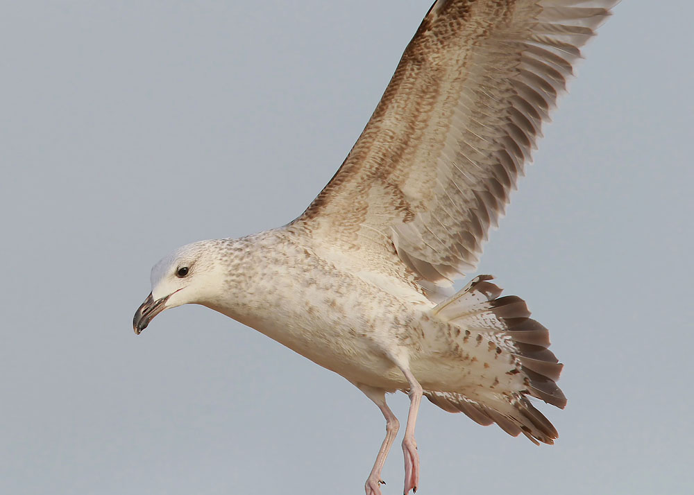 Details : Caspian Gull - BirdGuides