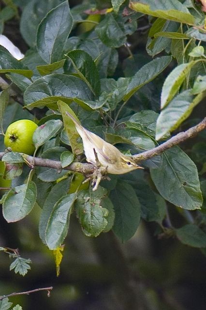 Details : Greenish Warbler - BirdGuides