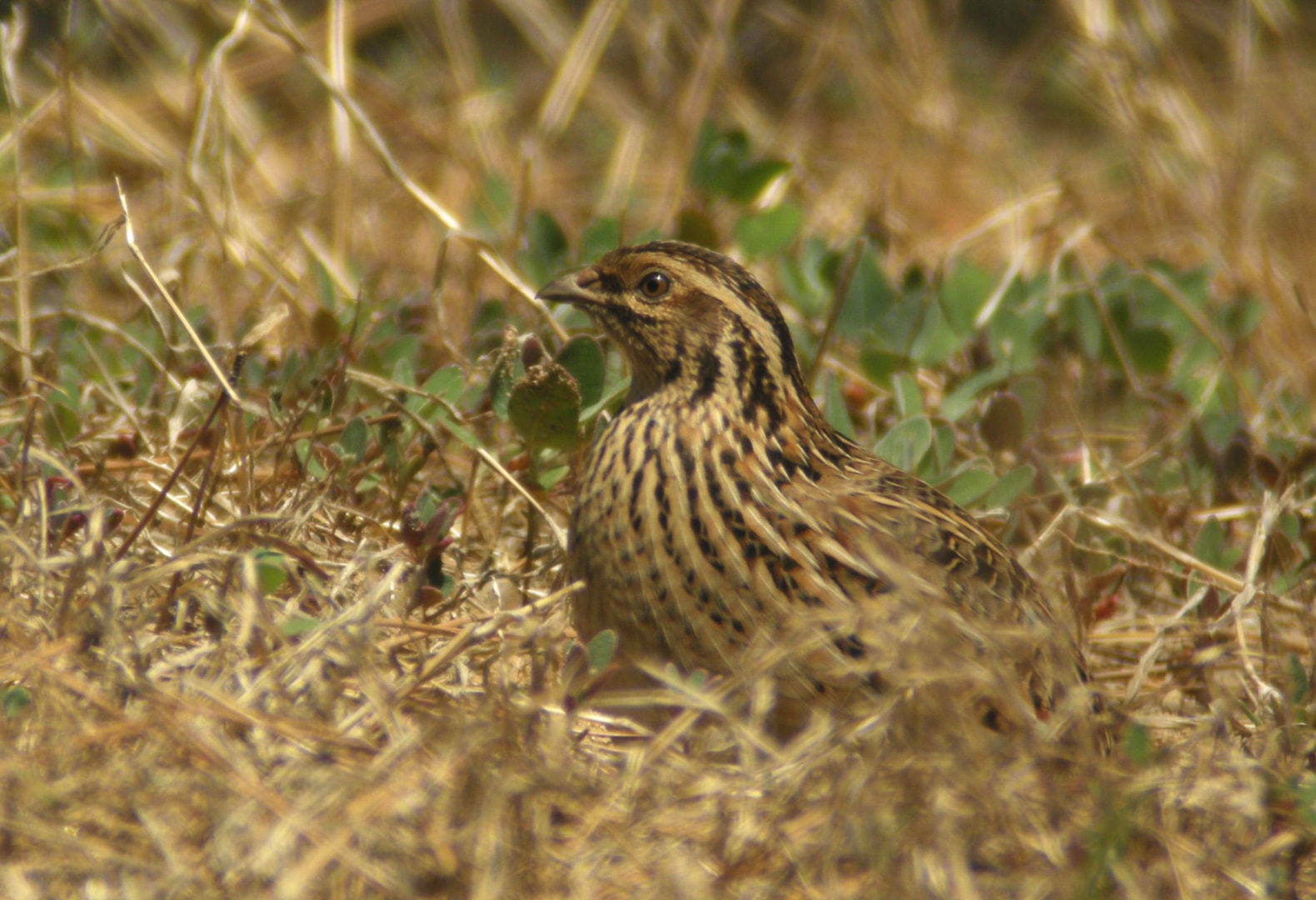 Japanese Quail by Mike Parker - BirdGuides
