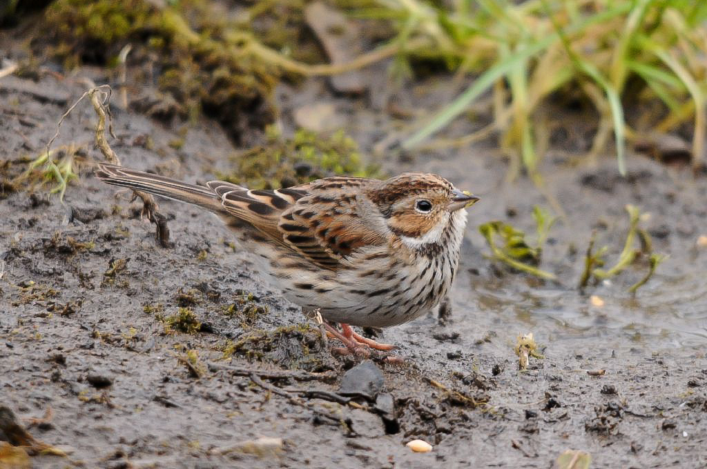 Details : Little Bunting - BirdGuides