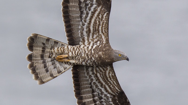 Common and European Honey Buzzards photo ID guide - BirdGuides