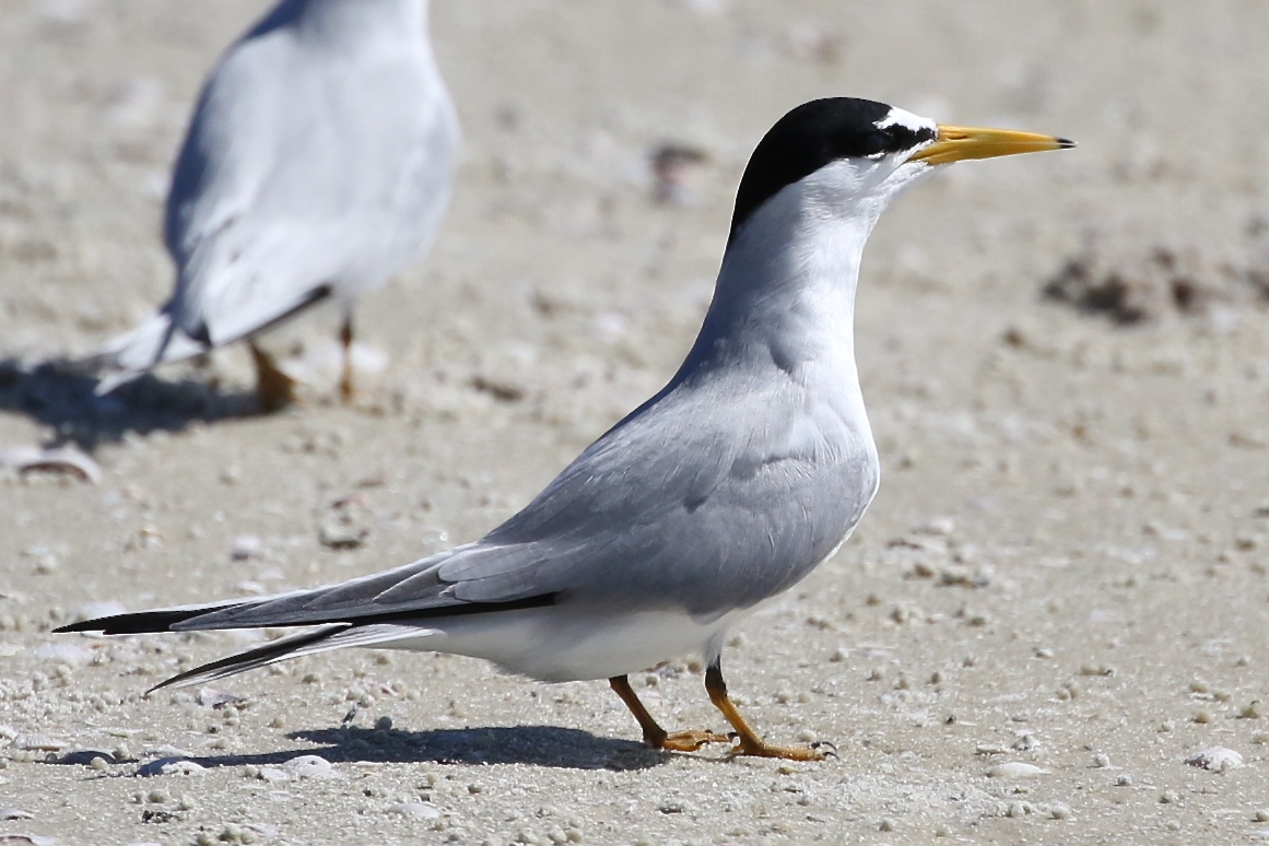 Details : Least Tern - BirdGuides