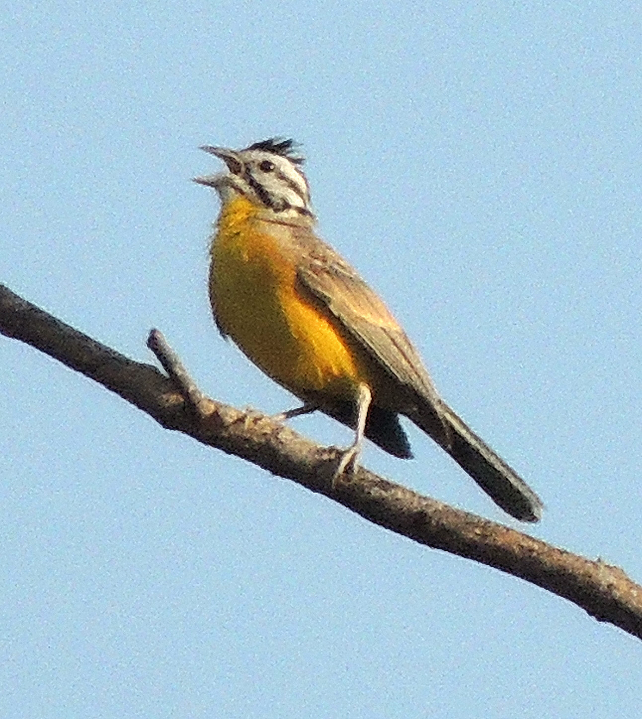 Details : Brown-rumped Bunting - BirdGuides