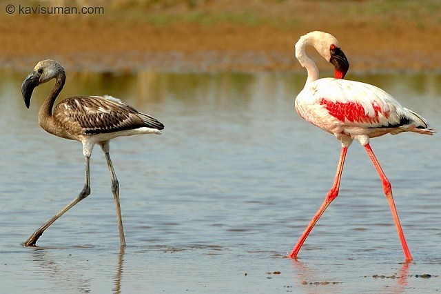 Details : Lesser Flamingo - BirdGuides