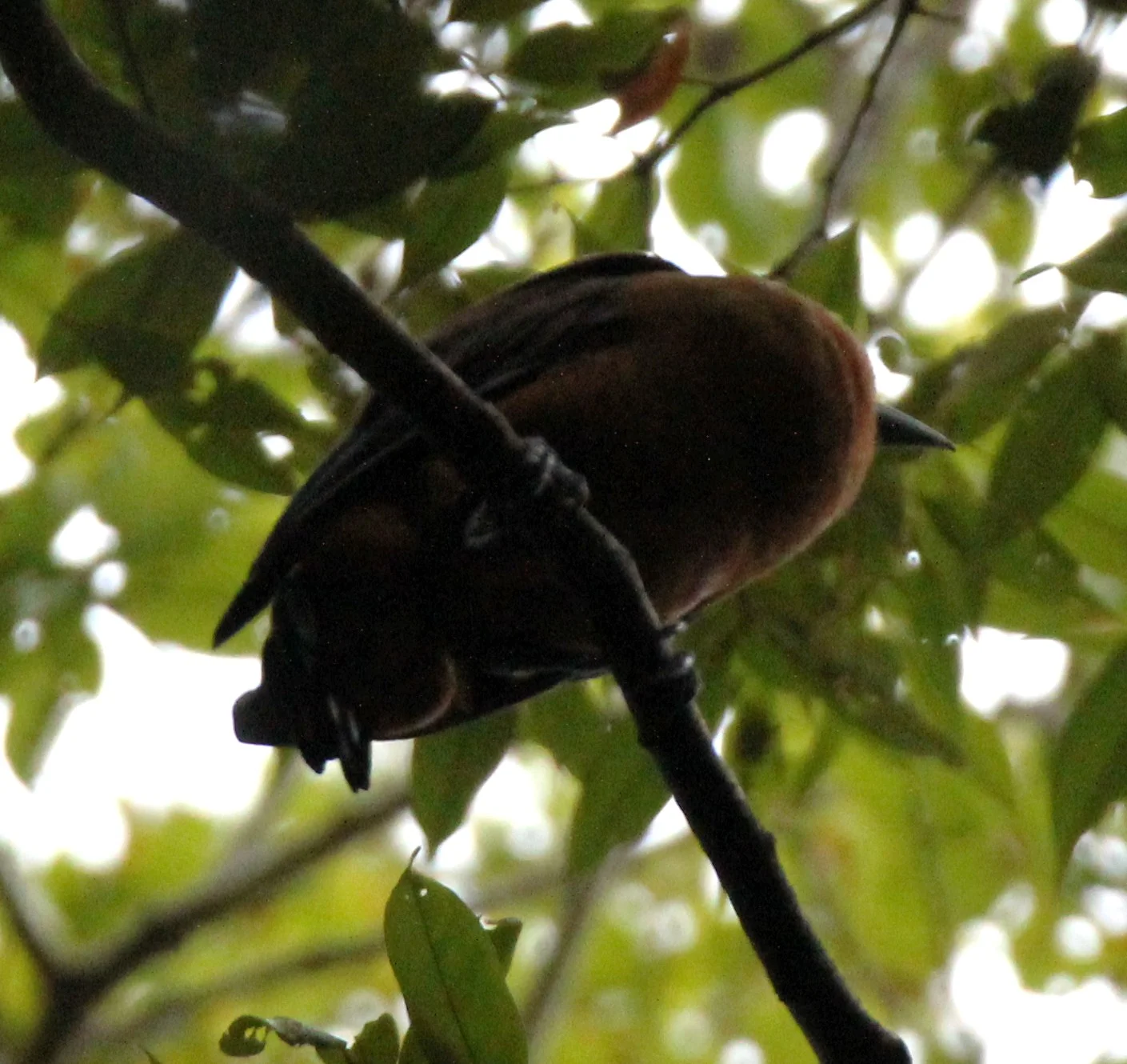 Details : Capuchinbird - BirdGuides