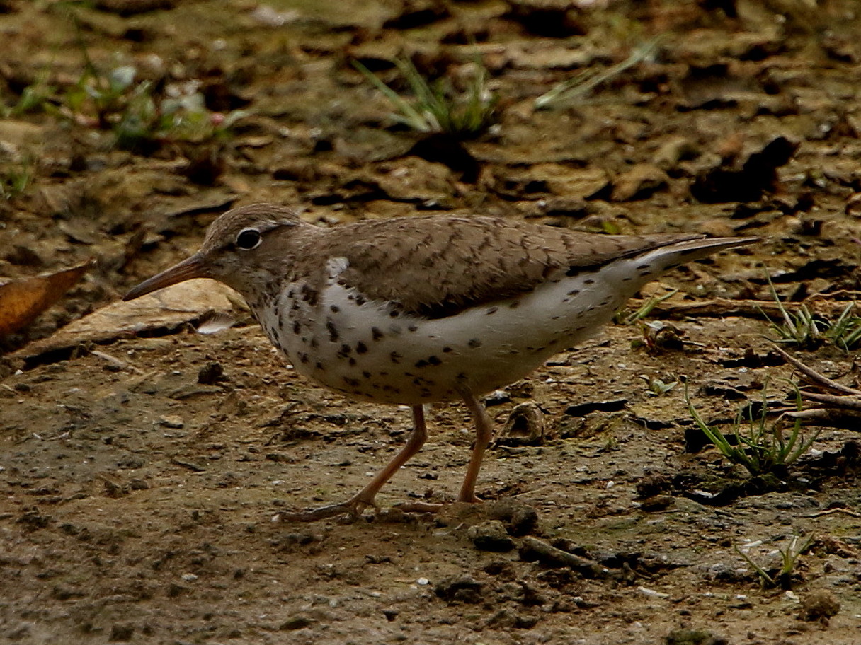 Details : Spotted Sandpiper - BirdGuides