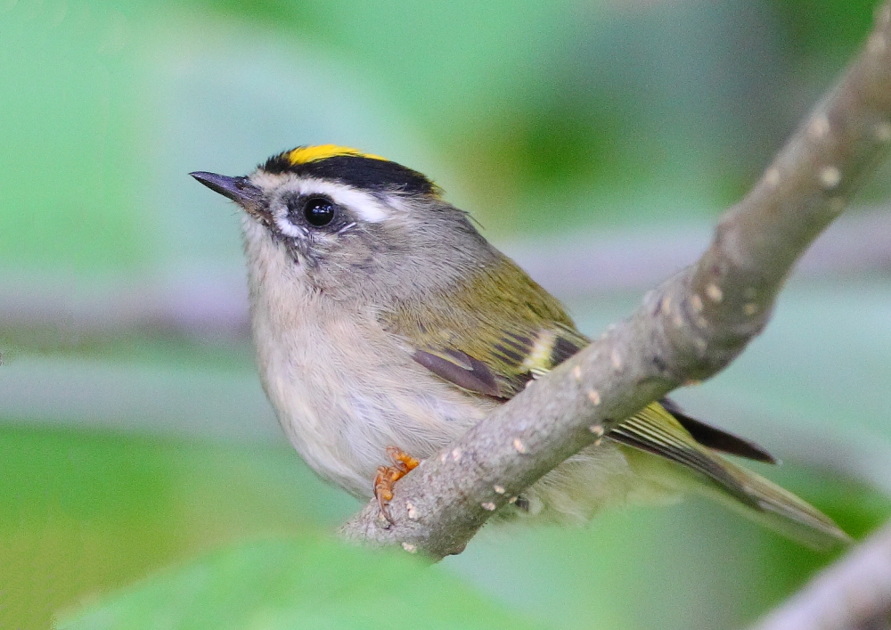 Smallest birds change the fastest - BirdGuides