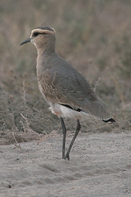 Details : Sociable Lapwing - BirdGuides