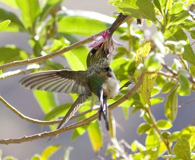 Details : Green-tailed Trainbearer - BirdGuides