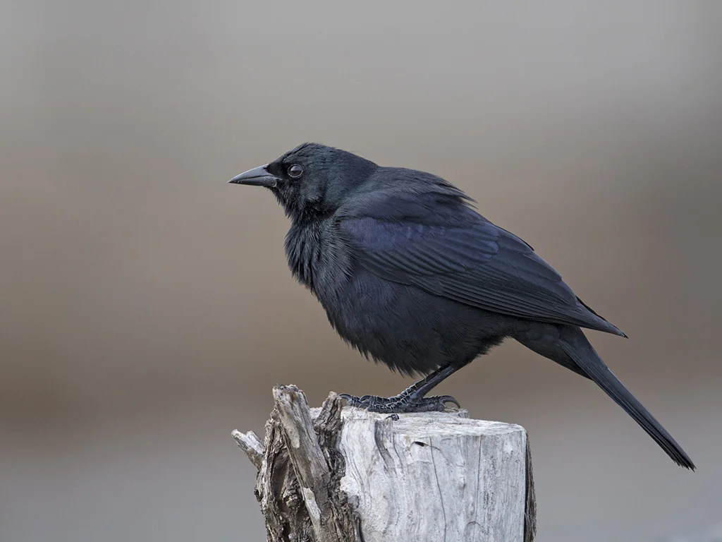 Details : Shiny Cowbird - BirdGuides