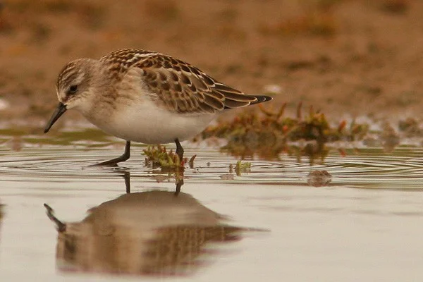 Details : Little Stint - BirdGuides