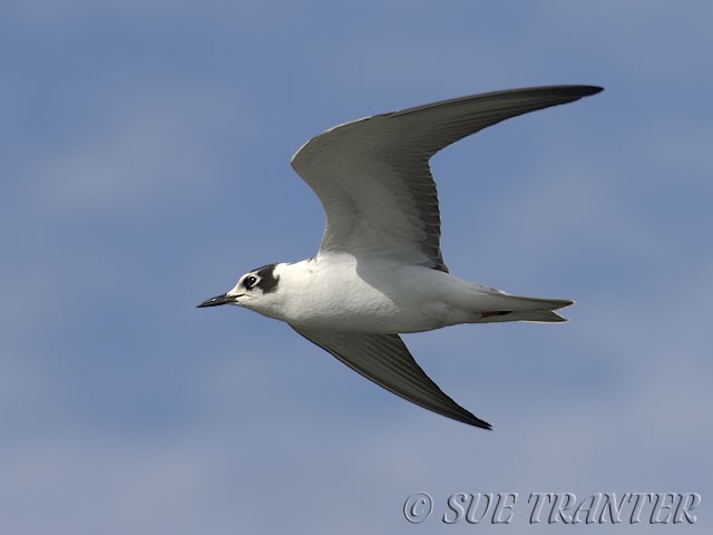 Details : White-winged Tern - BirdGuides