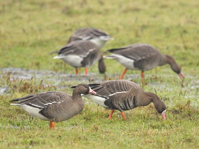 Details : Russian White-fronted Goose - BirdGuides