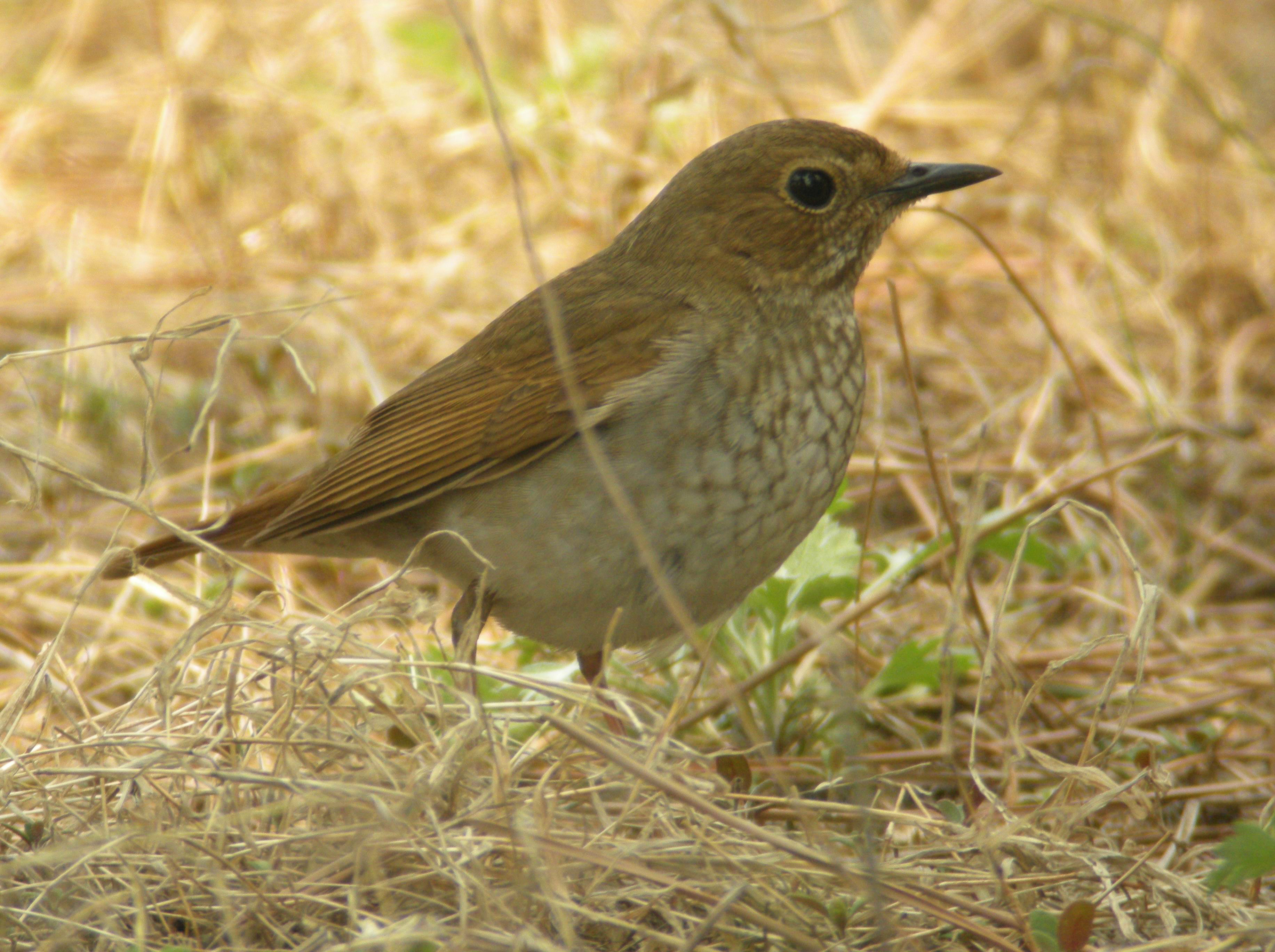 Details : Rufous-tailed Robin - BirdGuides
