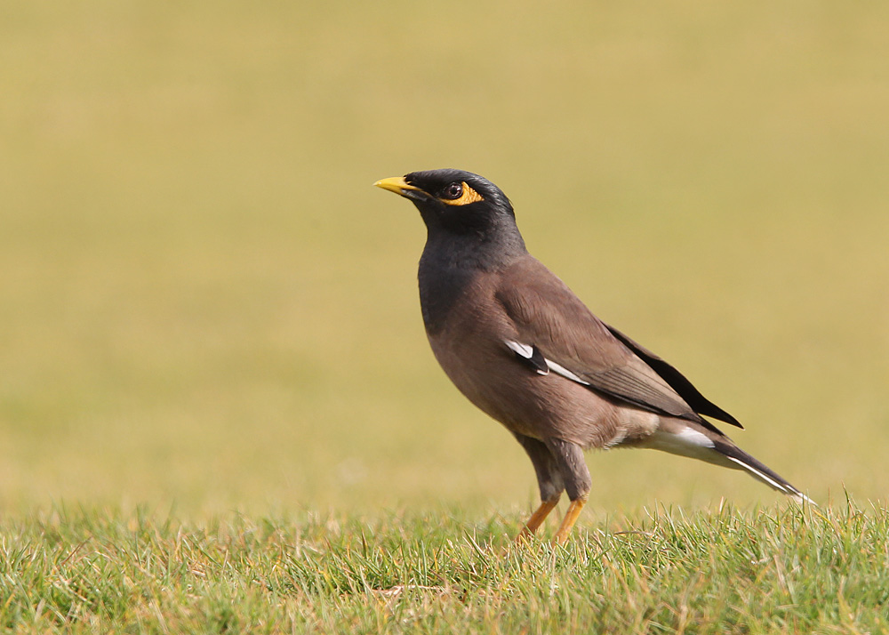 Invasive frogs help introduced birds on Hawaii - BirdGuides