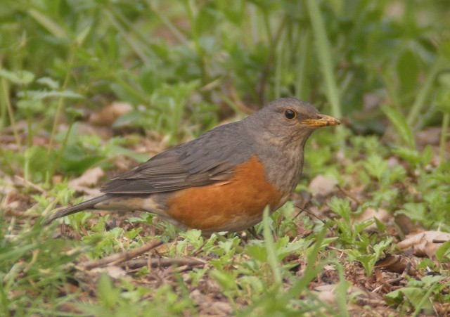 Details : Grey-backed Thrush - BirdGuides