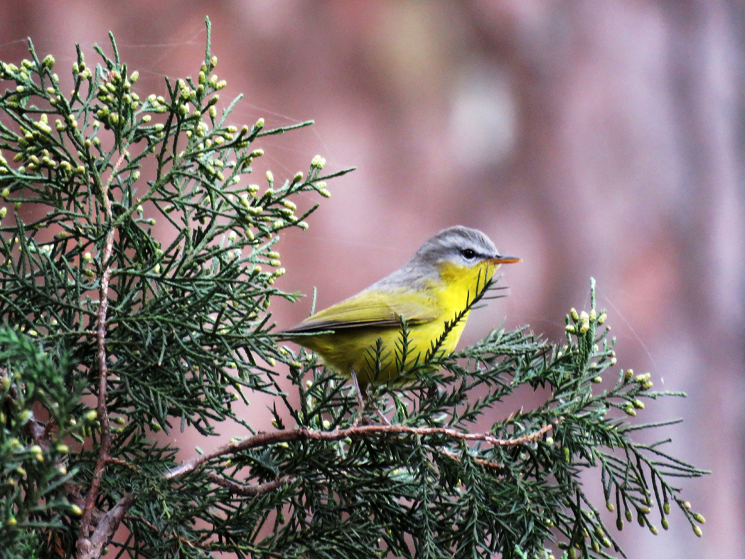 Details : Grey-hooded Warbler - BirdGuides