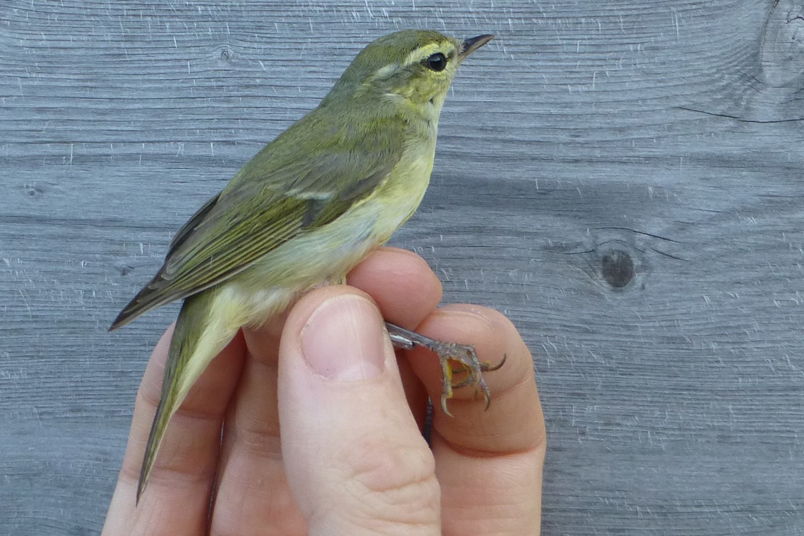 Green Warbler by David Parnaby - BirdGuides