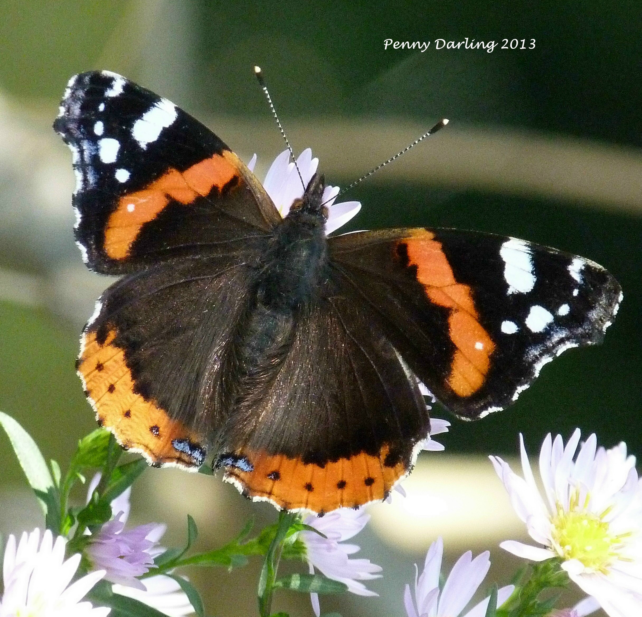 Details : Red Admiral - BirdGuides