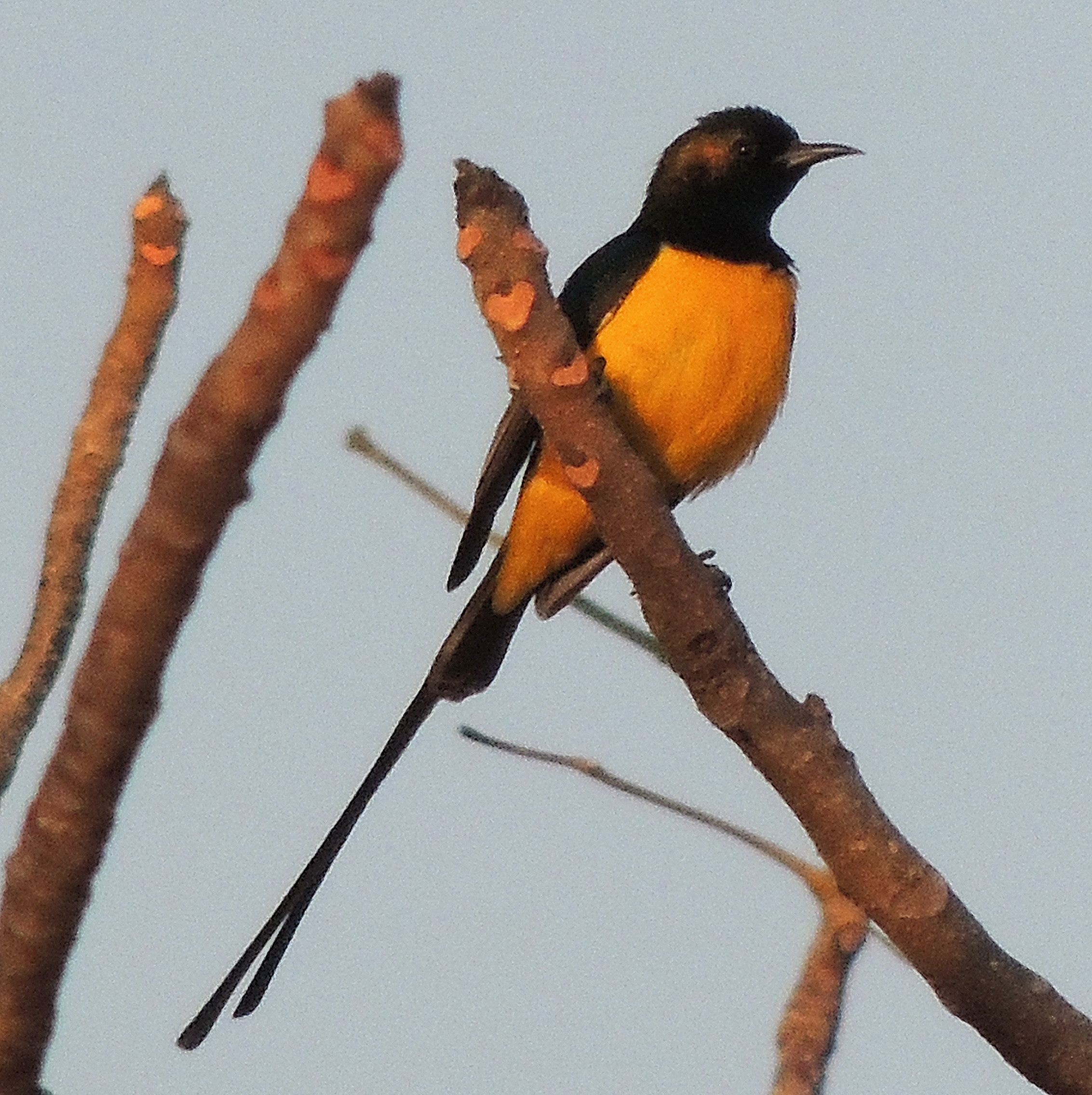 Details : Pygmy Sunbird - BirdGuides