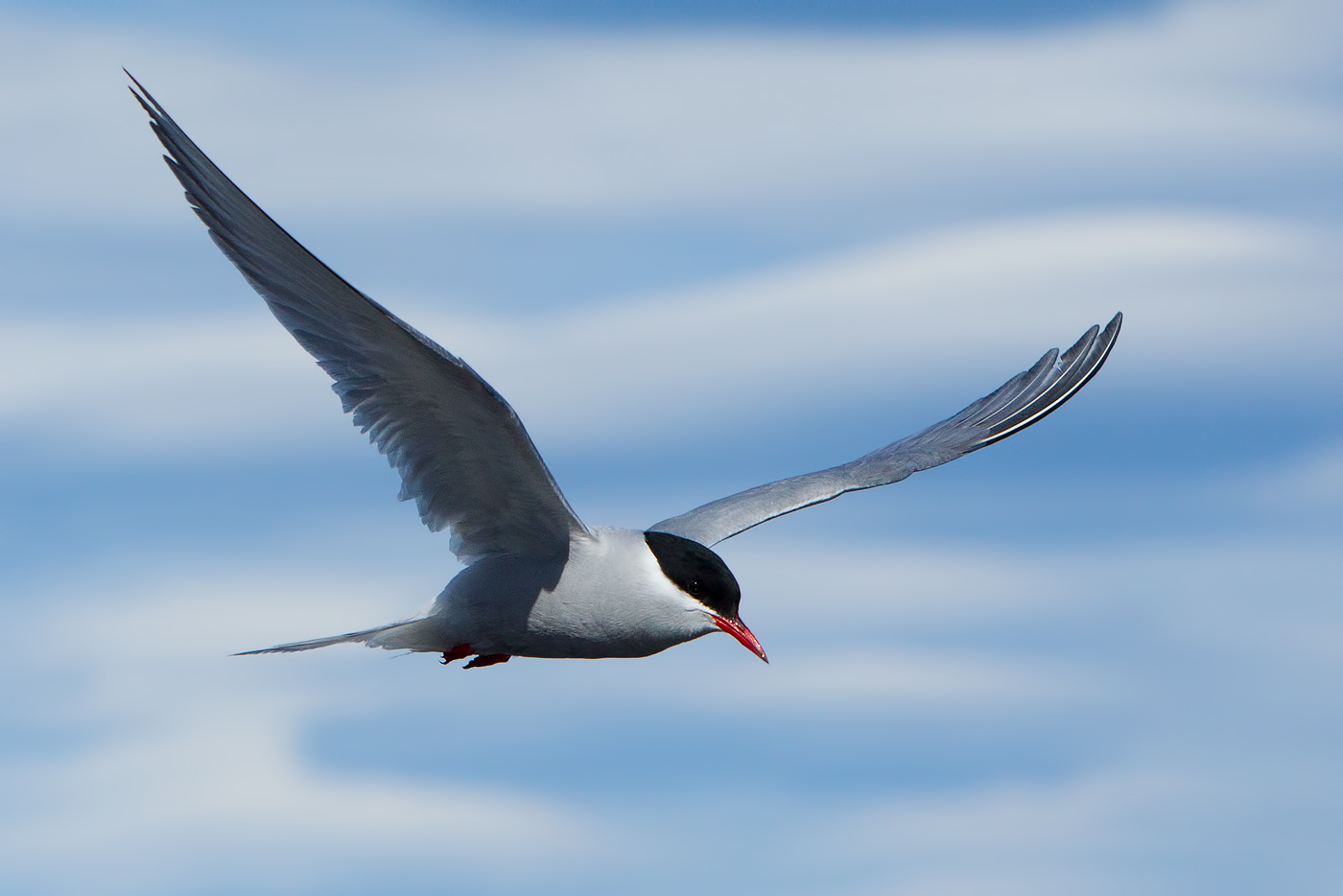 Details : Antarctic Tern - BirdGuides