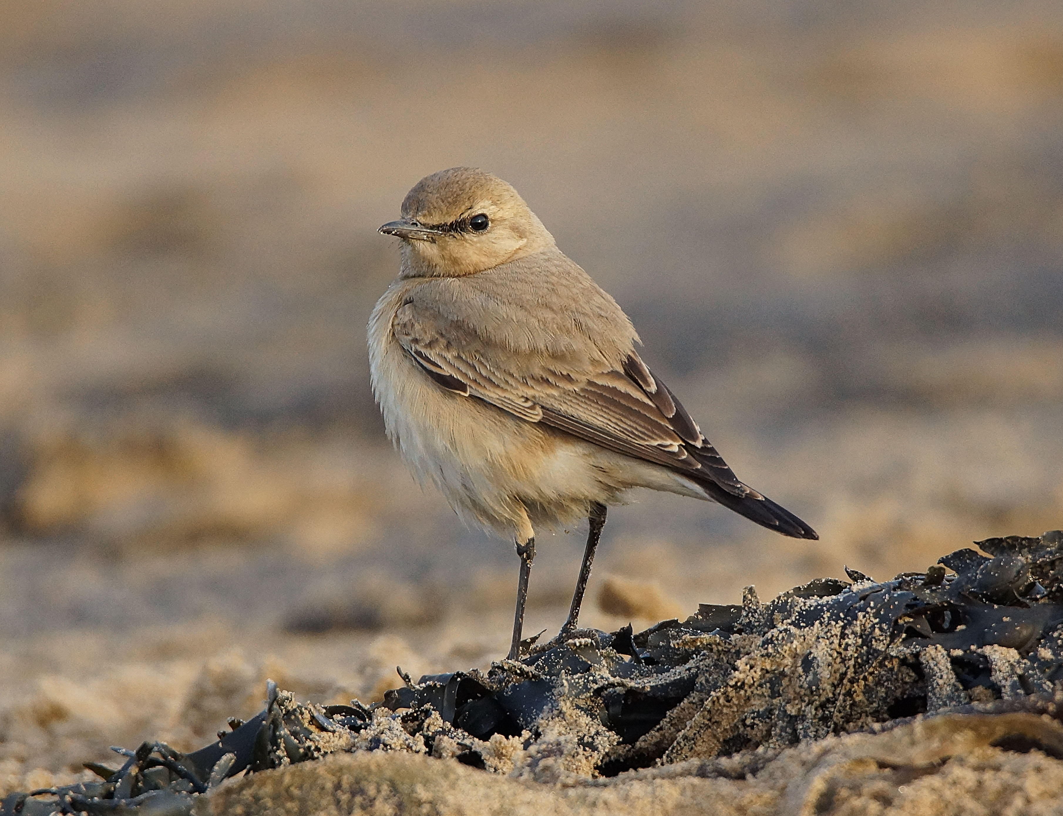 Details : Isabelline Wheatear - BirdGuides