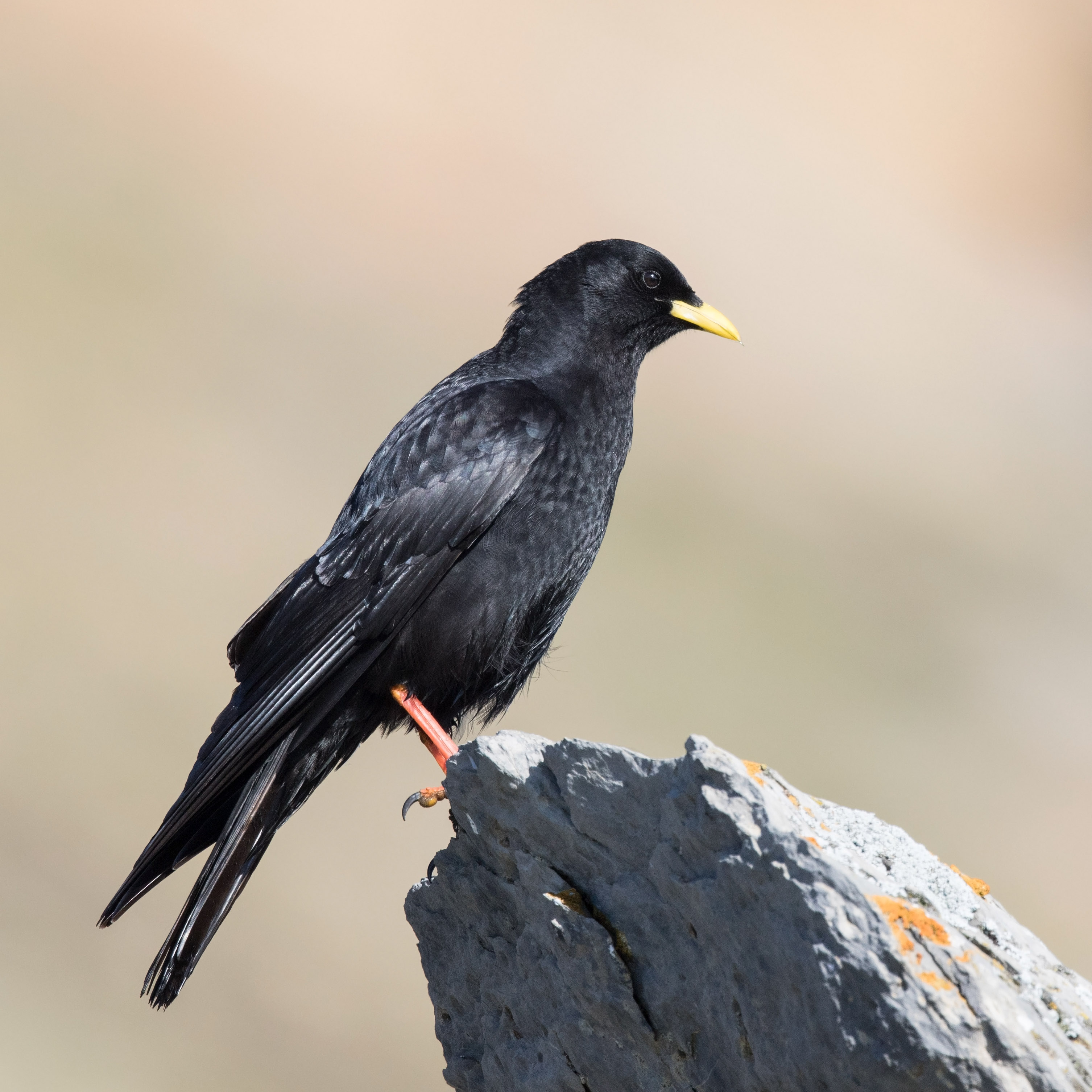 Details : Alpine Chough - BirdGuides