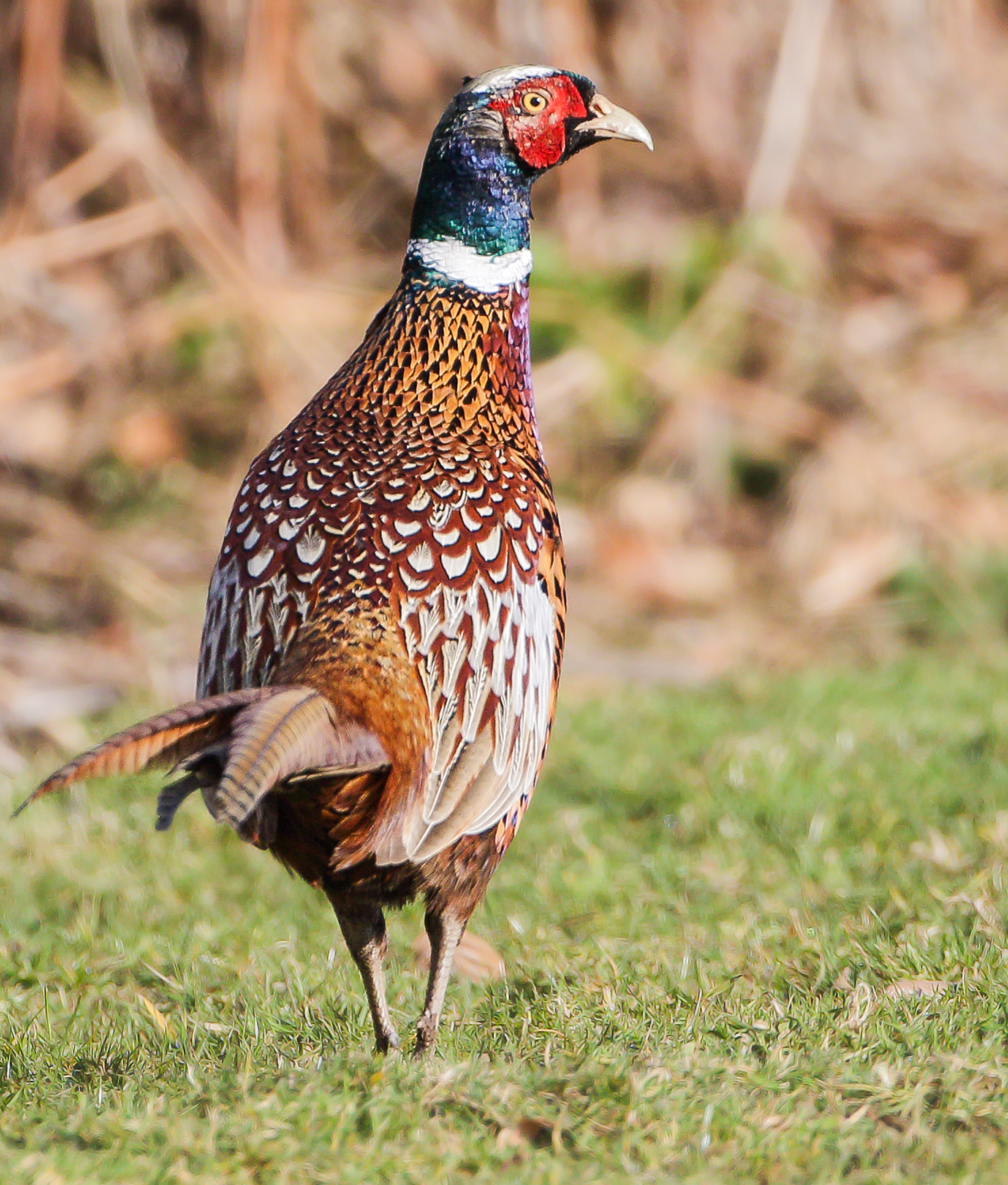 Common Pheasant by Phil Gower - BirdGuides