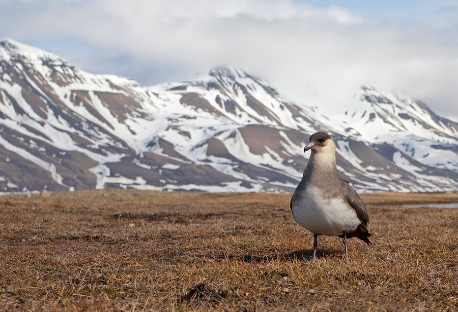Details : Arctic Skua - BirdGuides