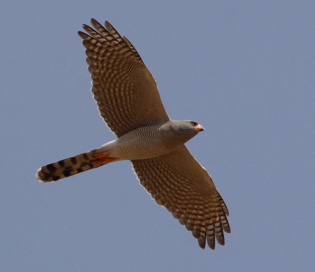 Details : Gabar Goshawk - BirdGuides