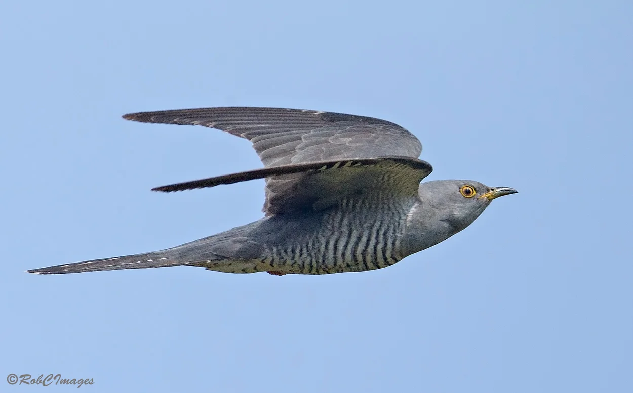 Details : Common Cuckoo - BirdGuides