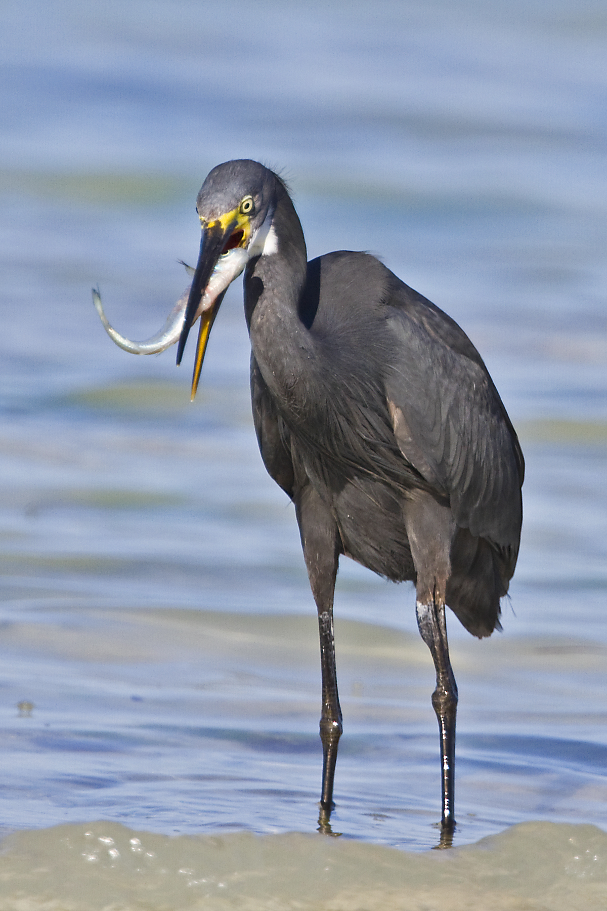 Details : Dimorphic Egret - BirdGuides