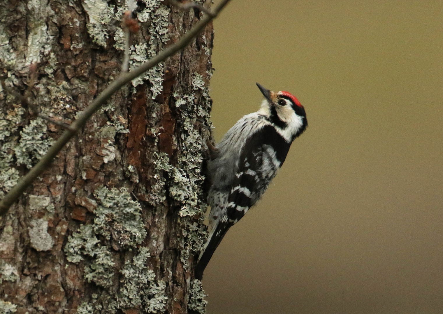 Lesser Spotted Woodpecker by Jon Mercer - BirdGuides