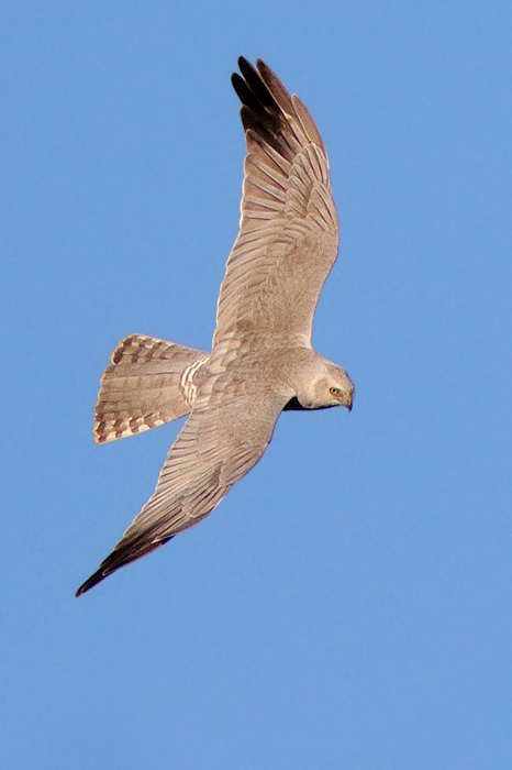 Bird of the Week: Pallid Harrier - BirdGuides