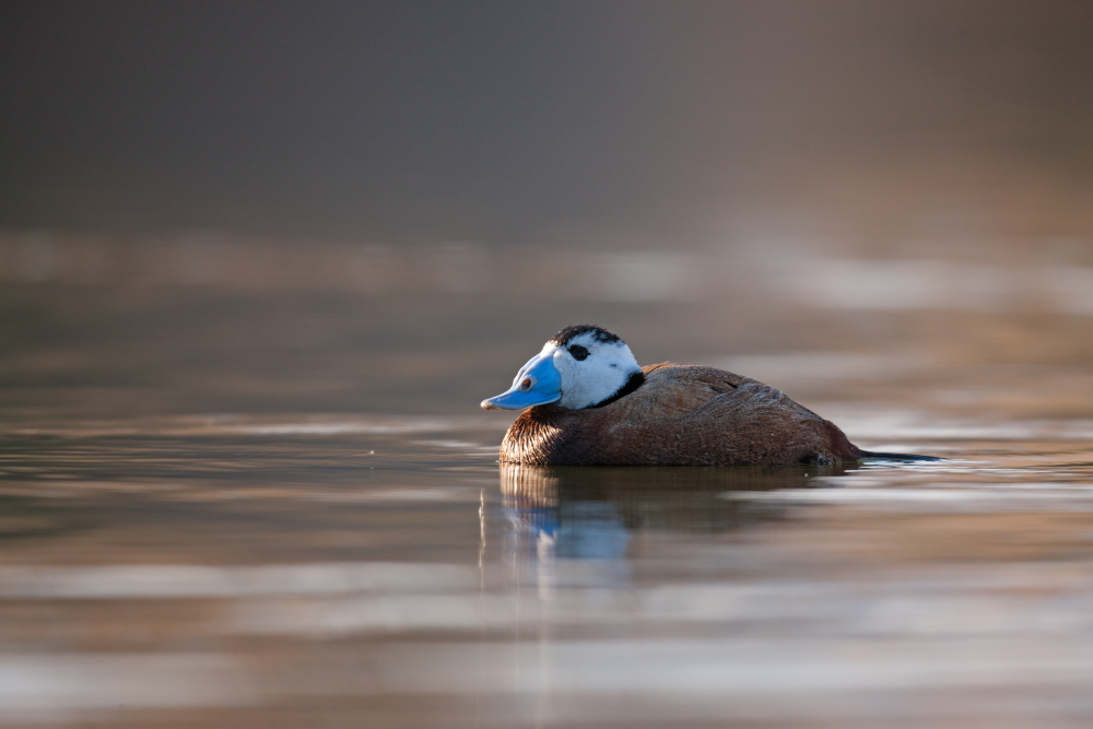 White-headed Duck fails to make grade for British list - BirdGuides