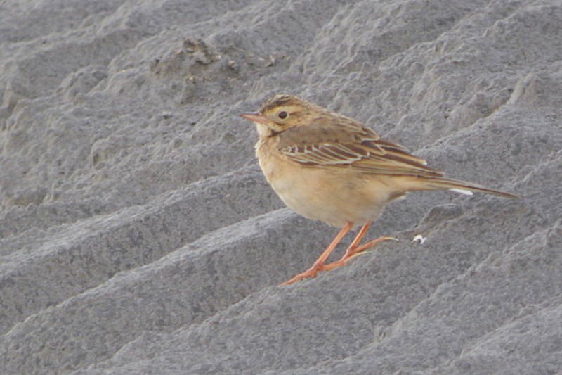 Details : Richard's Pipit - BirdGuides