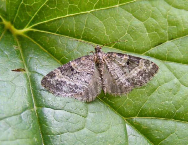 Details : Small Seraphim - BirdGuides
