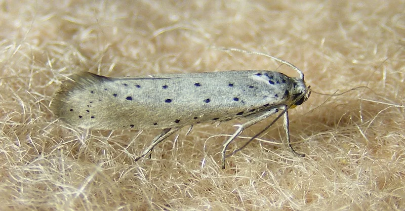 Details : Willow Ermine - BirdGuides