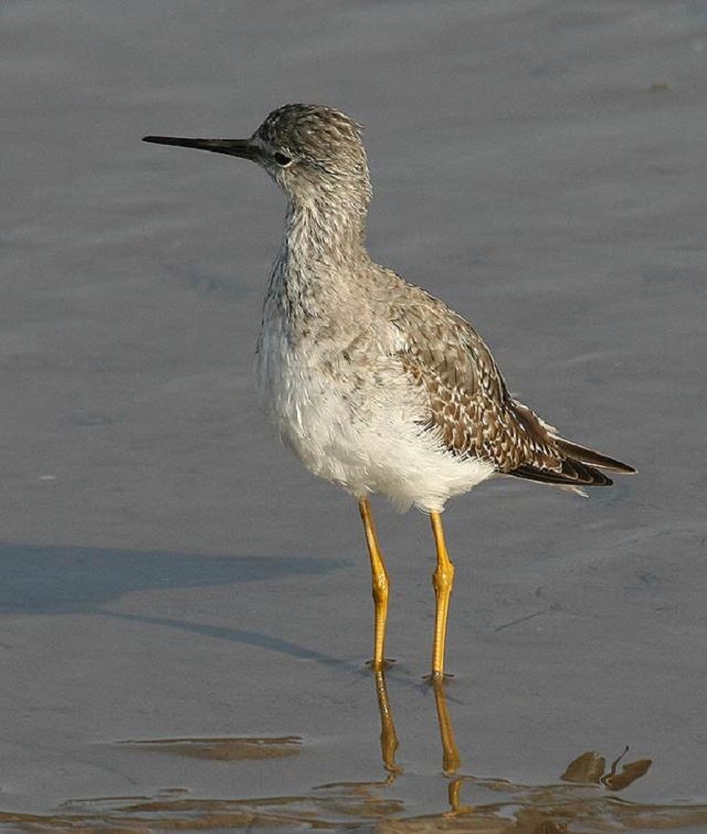 Details : Lesser Yellowlegs - BirdGuides