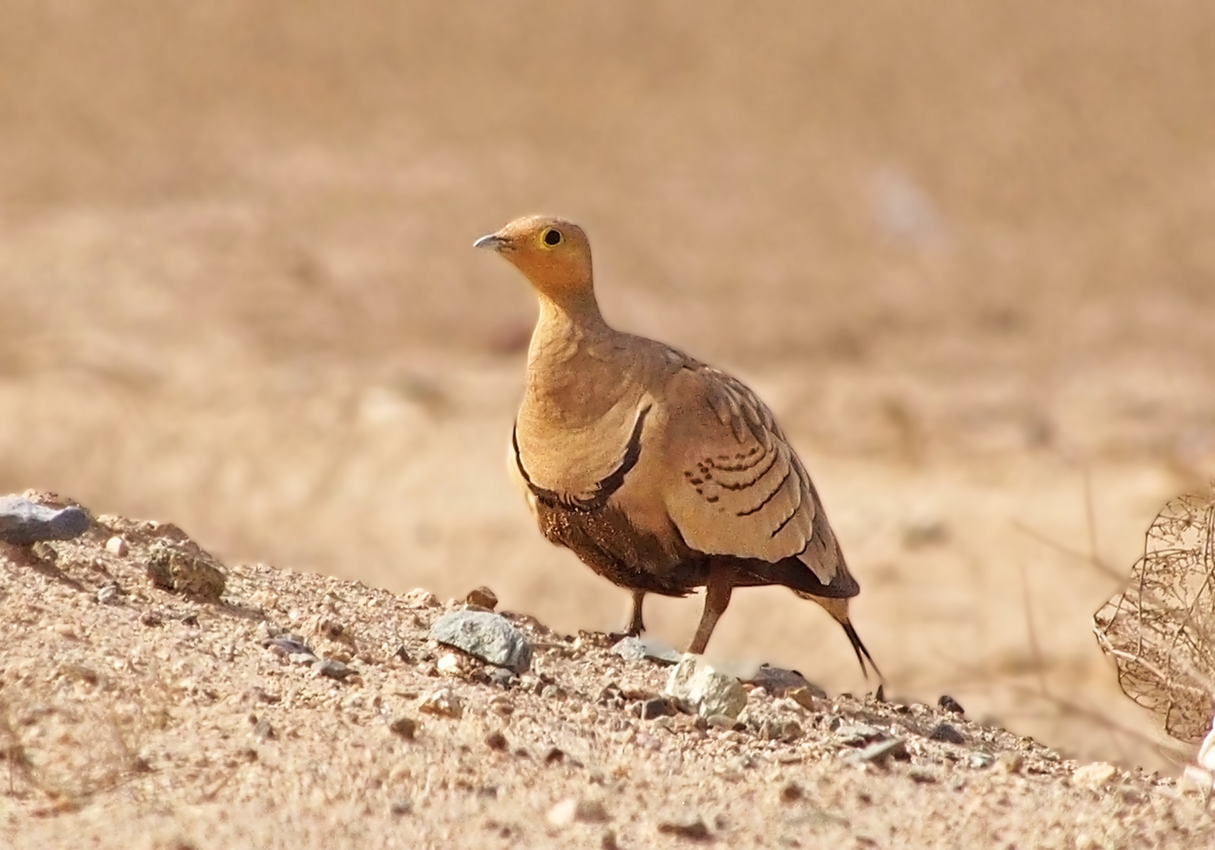 Details : Chestnut-bellied Sandgrouse - BirdGuides