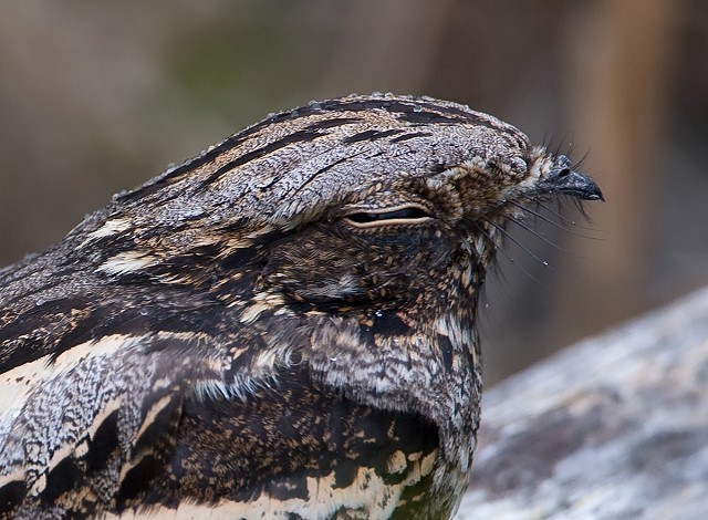Details : European Nightjar - BirdGuides