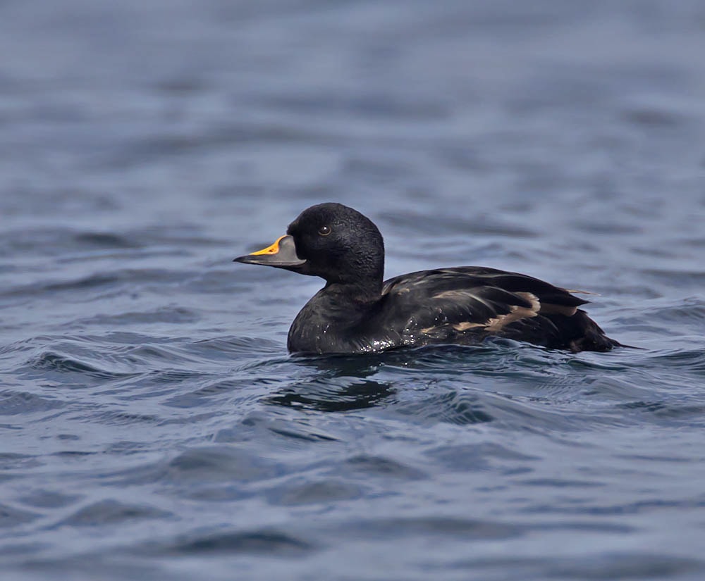 Common Scoter by John Anderson - BirdGuides